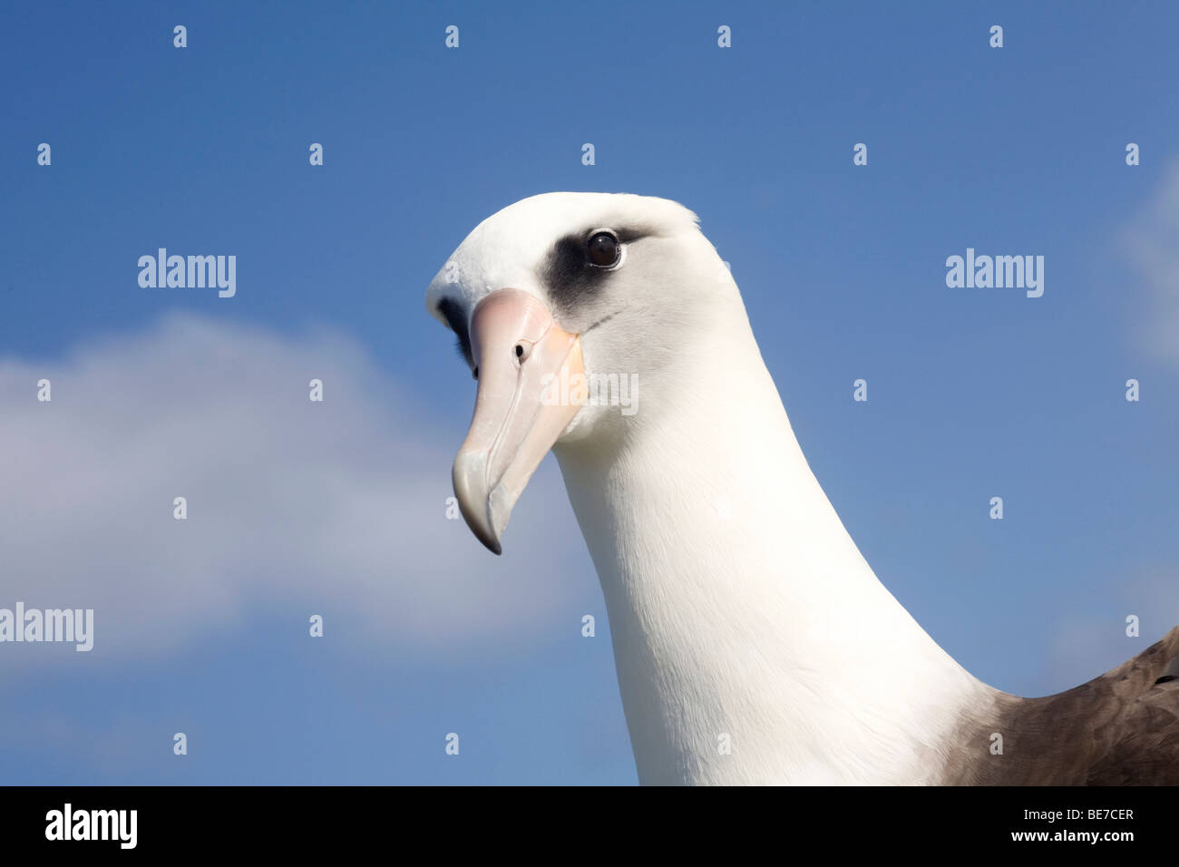 Laysan Albatross closeup on Midway Atoll Stock Photo - Alamy