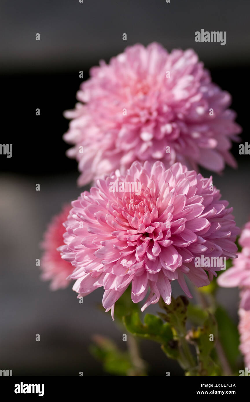 Chrysanthemums hi-res stock photography and images - Alamy