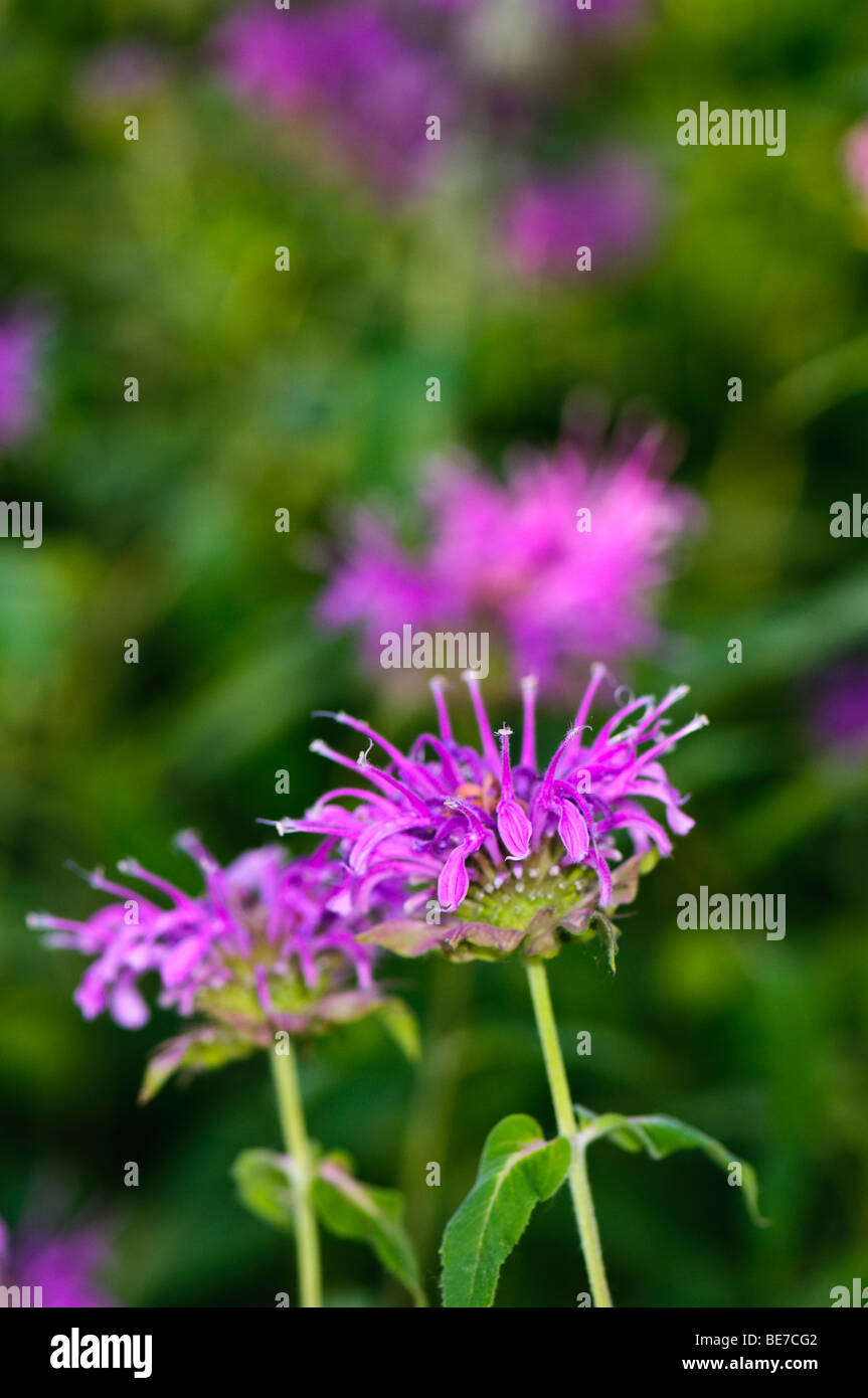 Eastern Blazing Star flowers (Liatris Stock Photo - Alamy