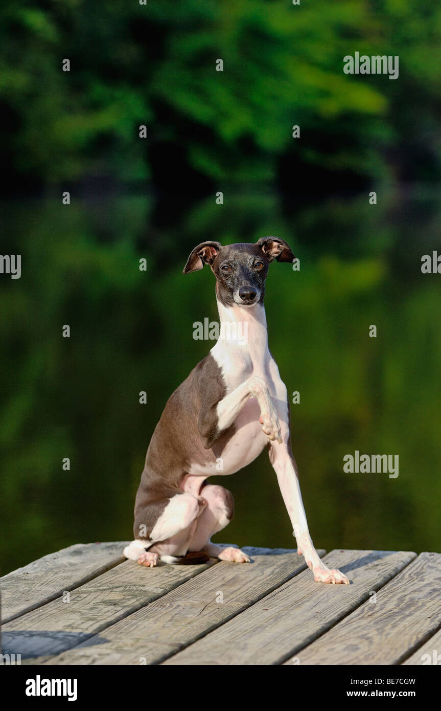 Italian Greyhound Sitting on Dock Beside Lake Stock Photo - Alamy