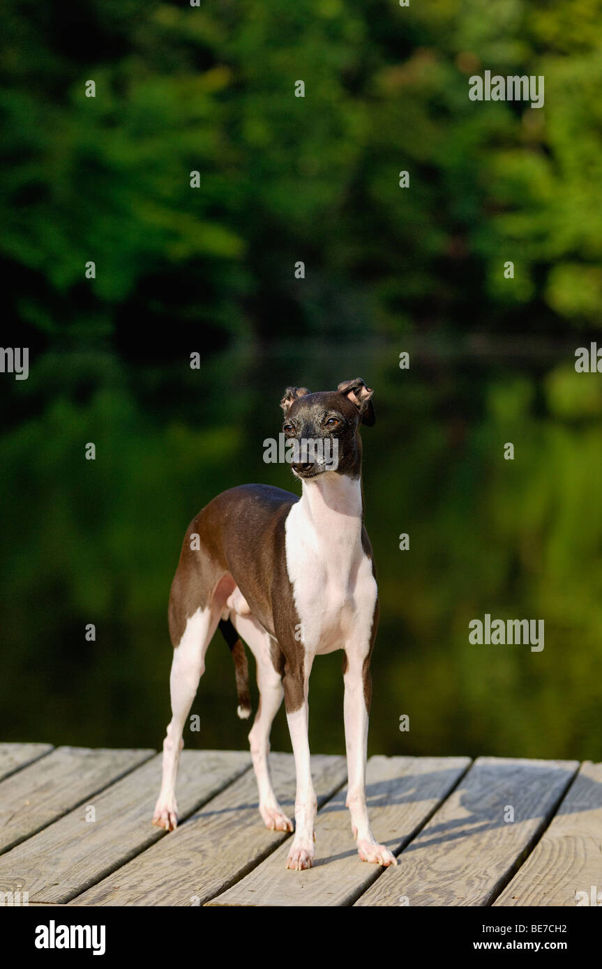 Italian greyhound hi-res stock photography and images - Alamy