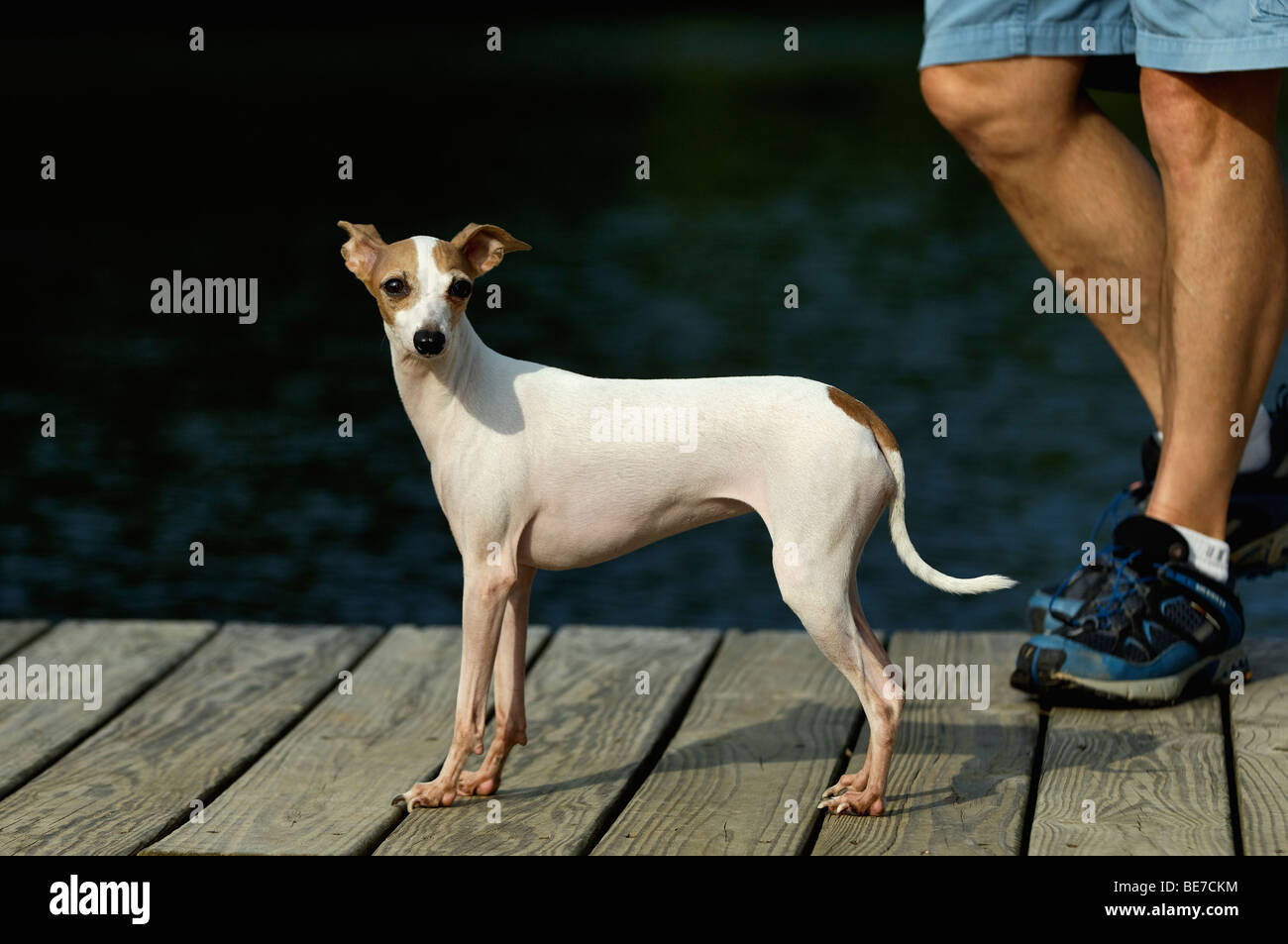 Greyhound legs hi-res stock photography and images - Alamy