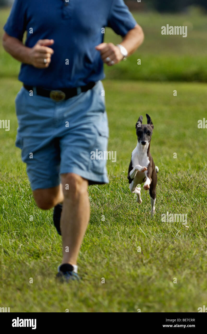 Italian greyhound hi-res stock photography and images - Alamy