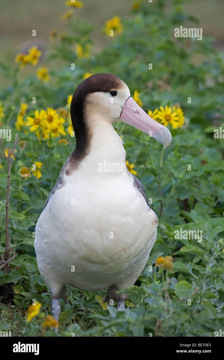 Juvenile Short-tailed Albatross, Phoebastria albatrus, on Midway Atoll ...