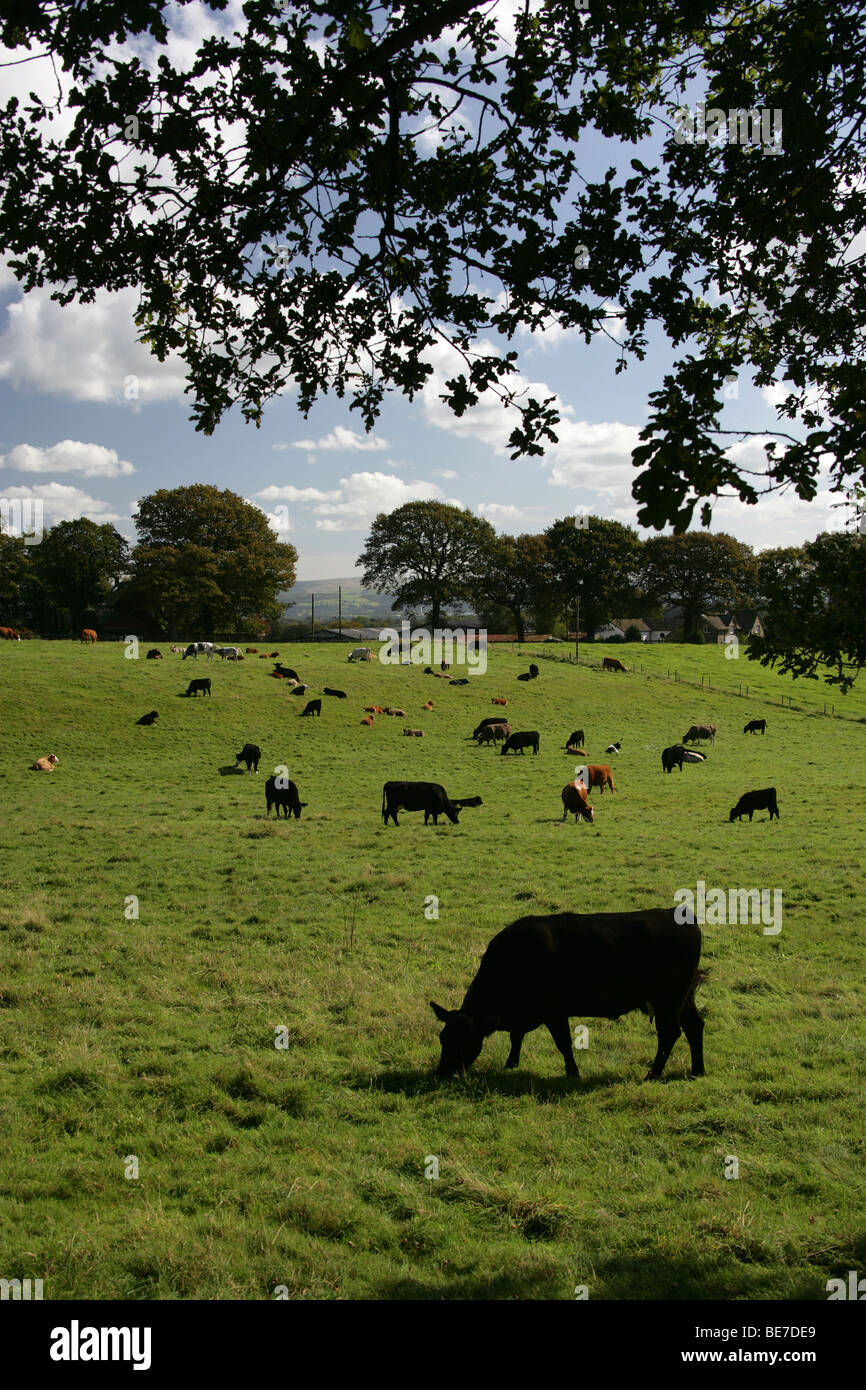 Dairy cows england hi-res stock photography and images - Alamy