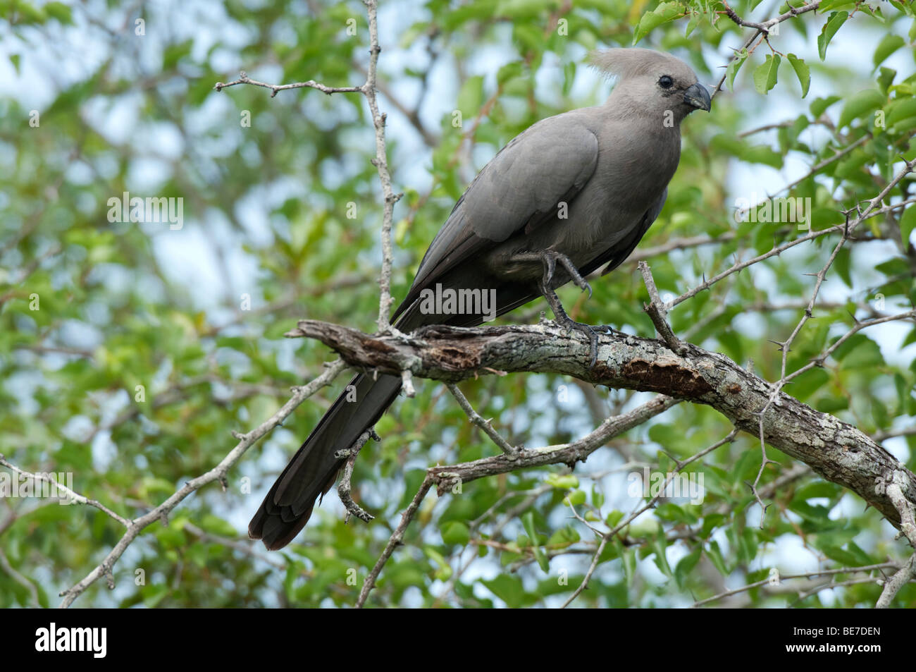 Grey go-away bird (Corythaixoides concolor), MalaMala Game Reserve ...