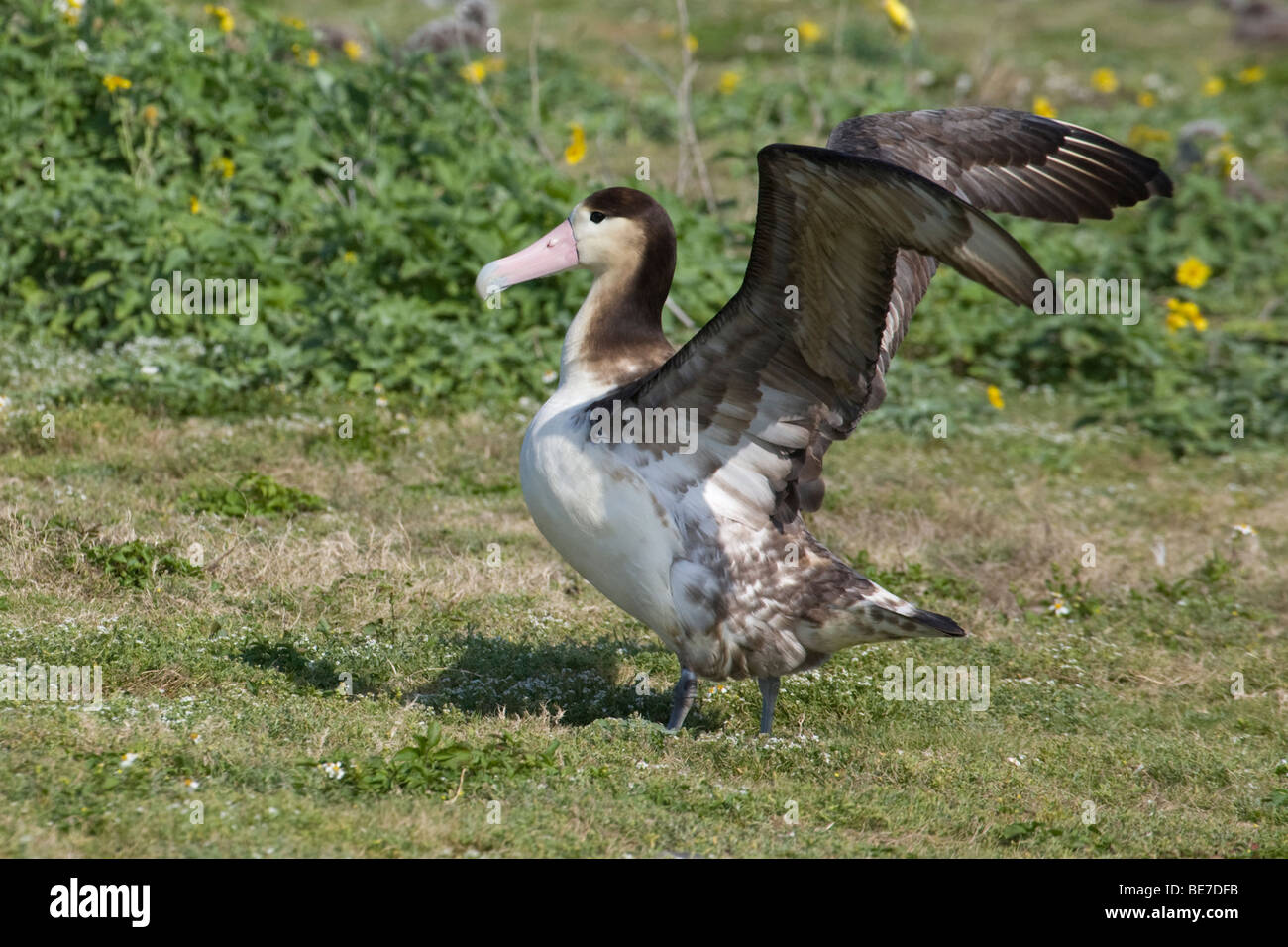 Juvenile Short-tailed Albatross flapping wings, Phoebastria albatrus ...