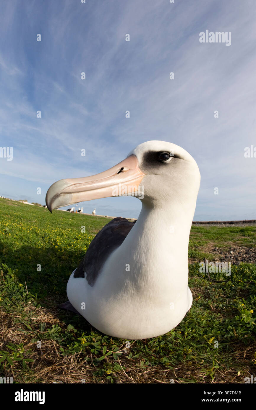 Laysan Albatross on Midway Atoll Stock Photo - Alamy