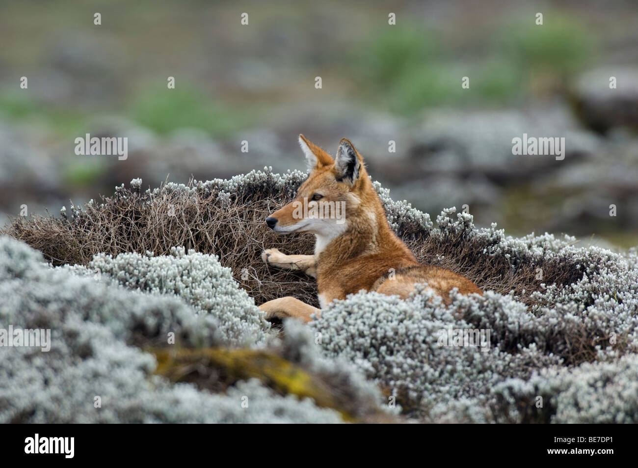 Ethiopian predators hi-res stock photography and images - Alamy