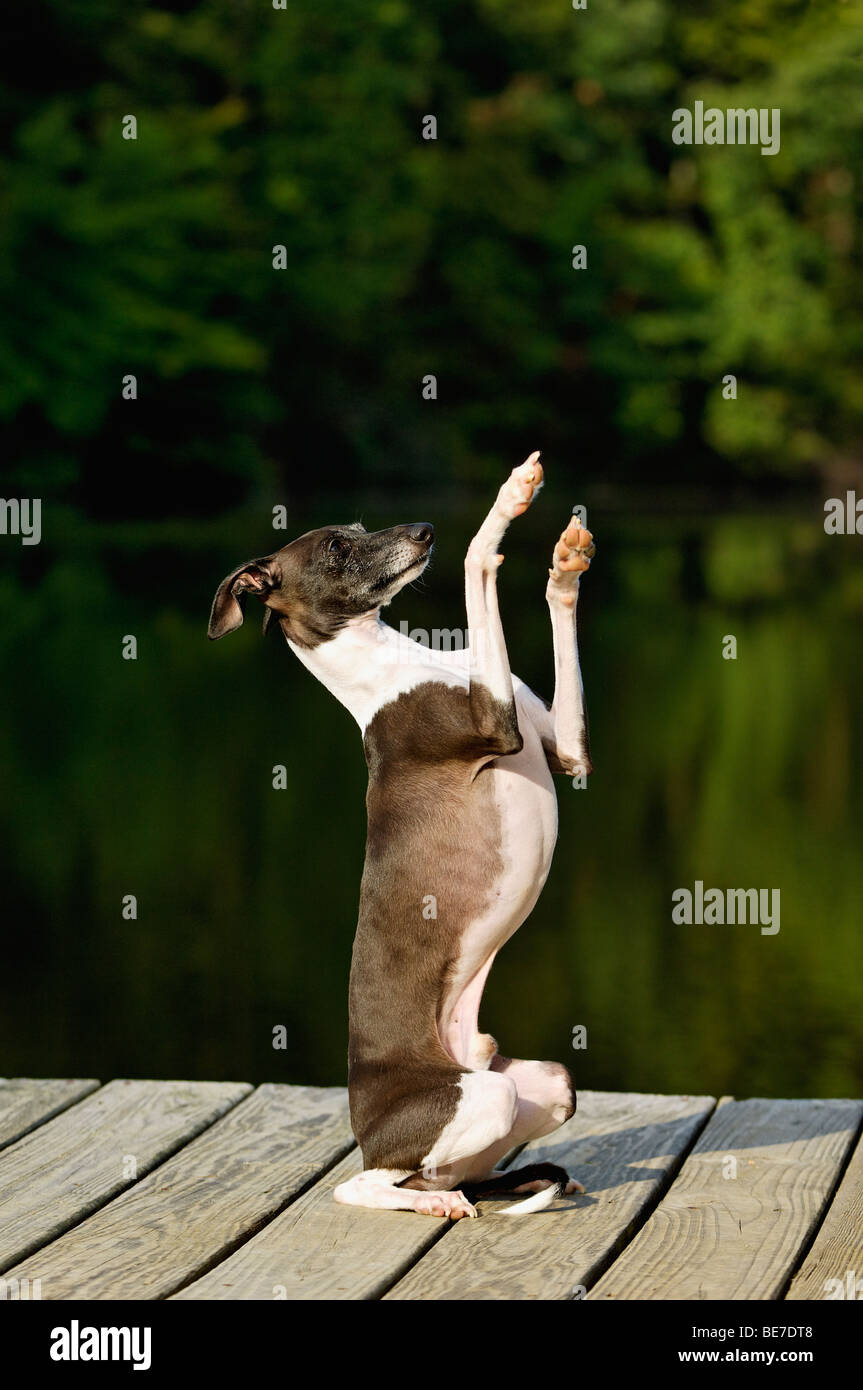 Italian Greyhound Sitting Up and Begging on Dock Beside Lake Stock ...