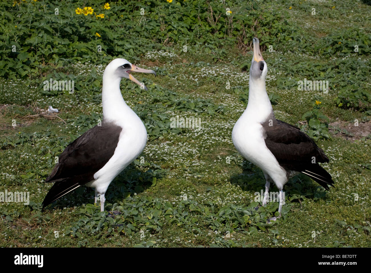 Albatross couple love hi-res stock photography and images - Alamy