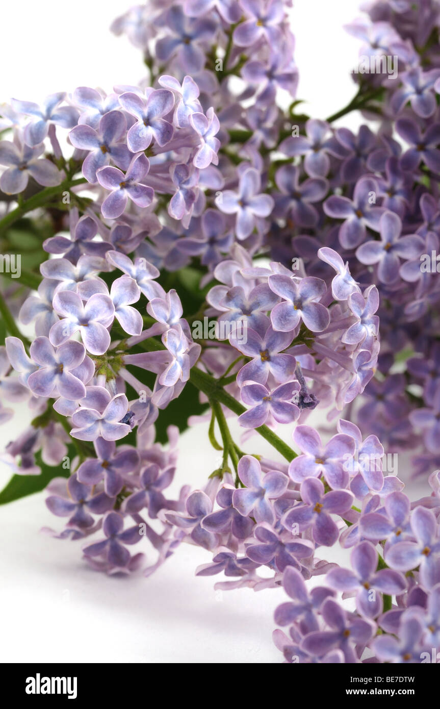 Violet syringa hi-res stock photography and images - Alamy