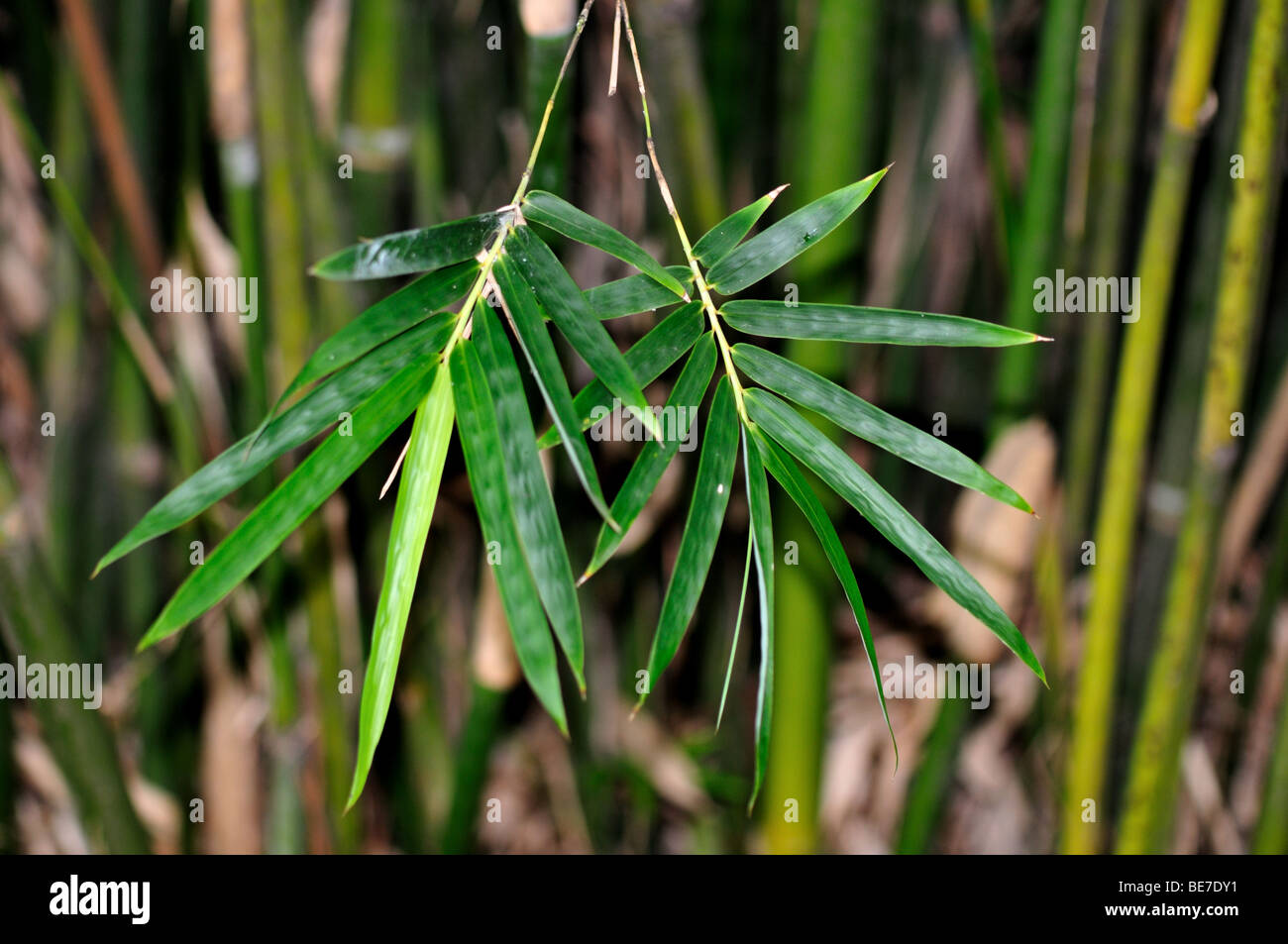 Bamboo leaves hi-res stock photography and images - Alamy