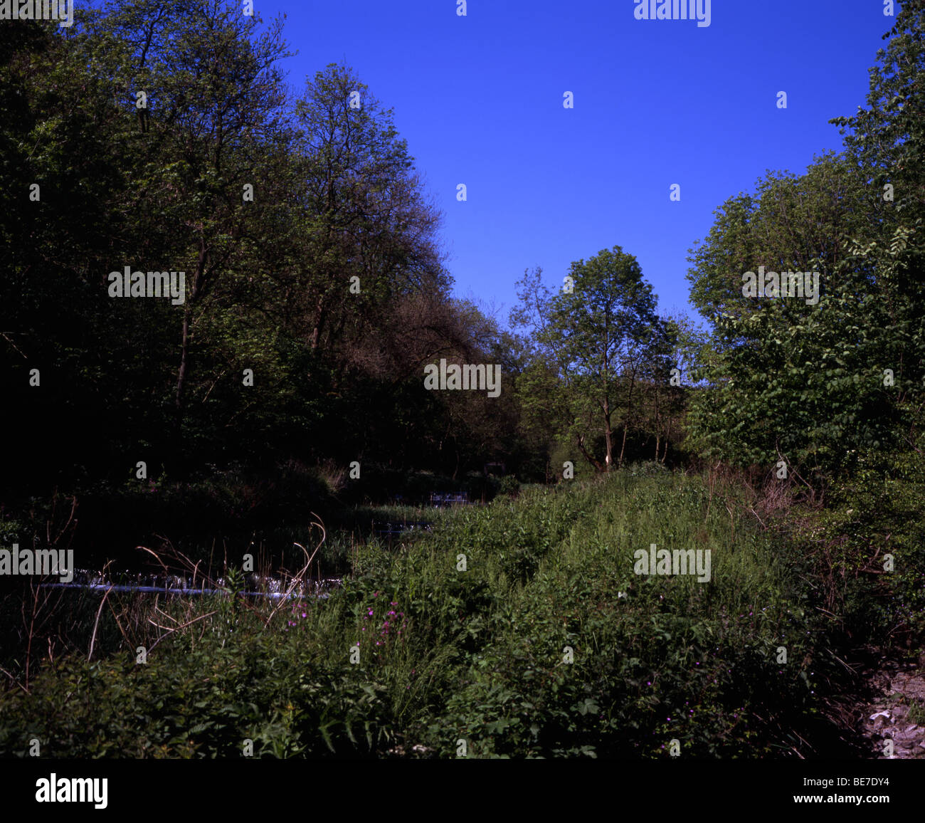 The River Lathkill Lathkill Dale Derbyshire England Stock Photo - Alamy