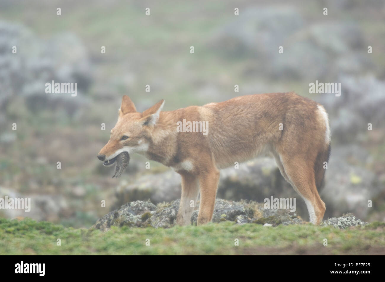 Ethiopian wolf (Canis simensis) eating a mole rat, Sanetti Plateau ...
