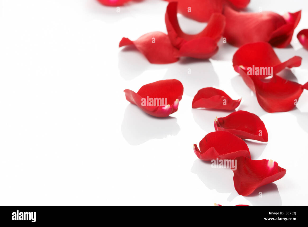 Petals of a rose, on a white background Stock Photo - Alamy