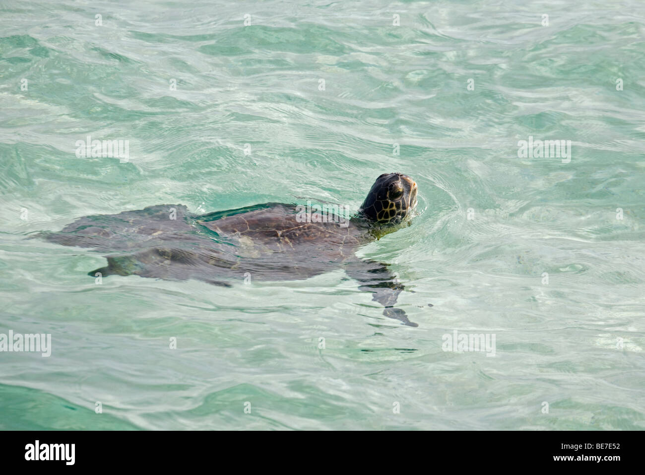 Chelonia Mydas Sea Turtles High Resolution Stock Photography and Images ...