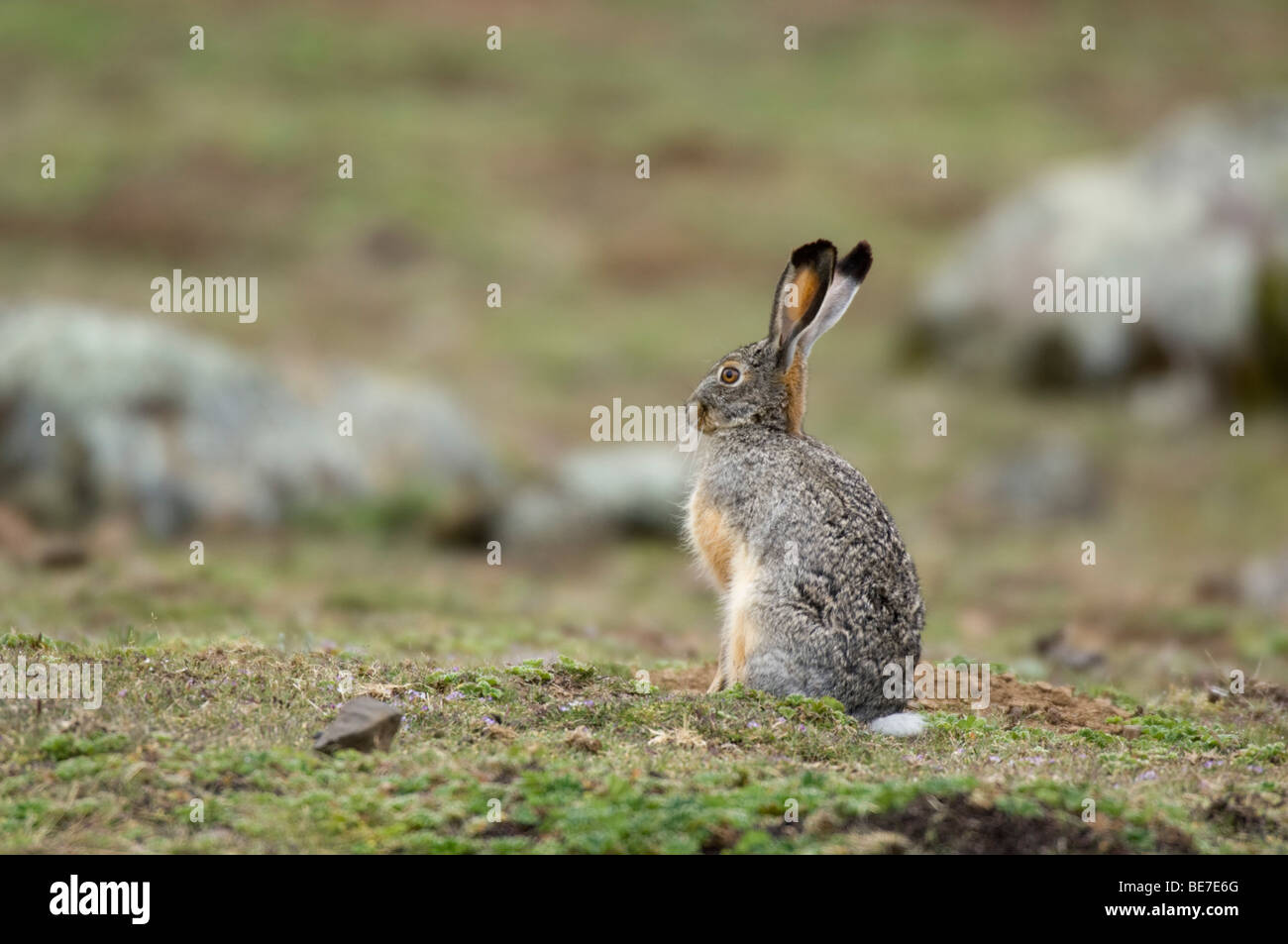 Starck's hare (Lepus starki), Sanetti plateau, Bale Mountains National ...