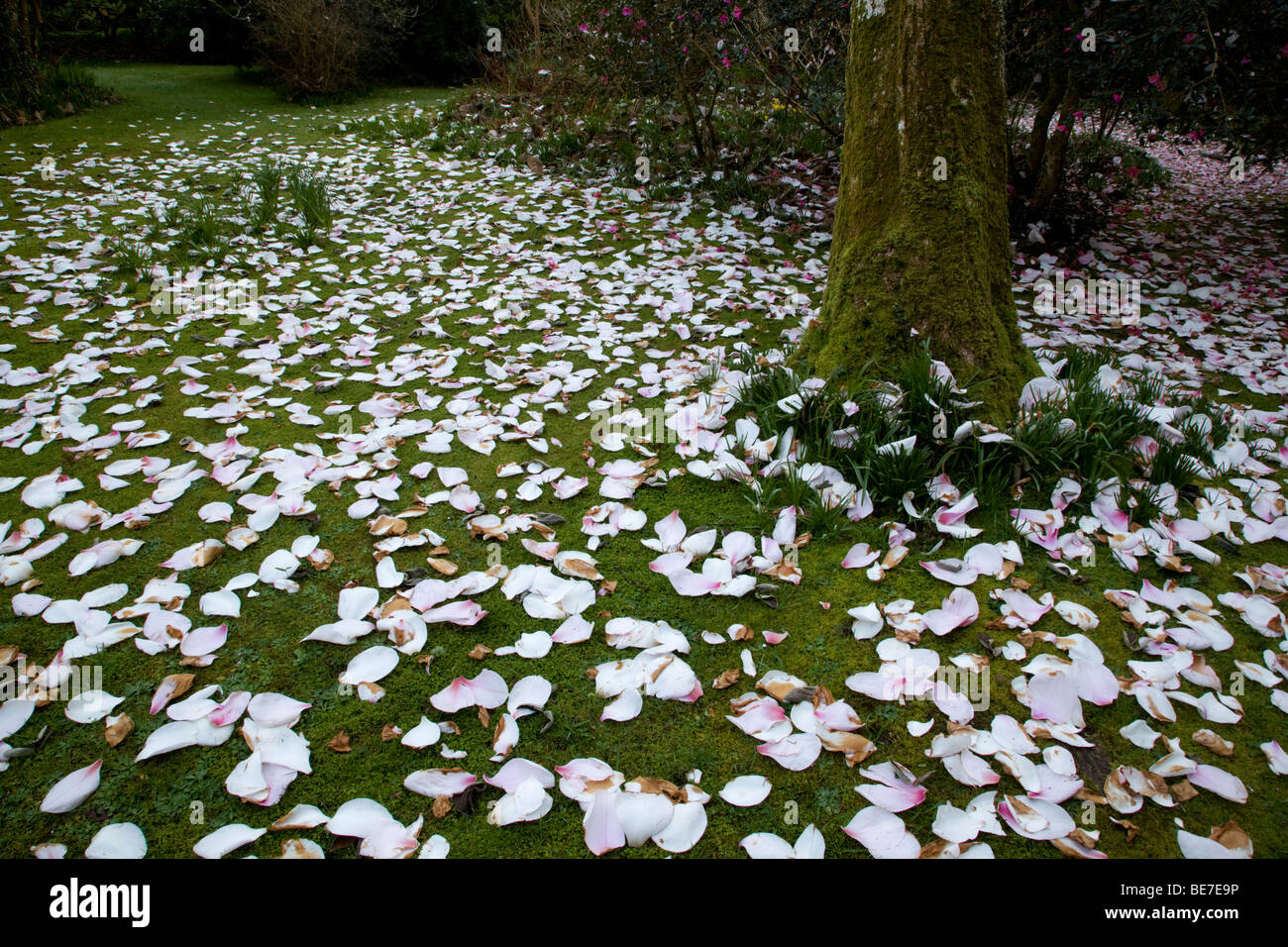 trewidden garden; cornwall; spring Stock Photo - Alamy
