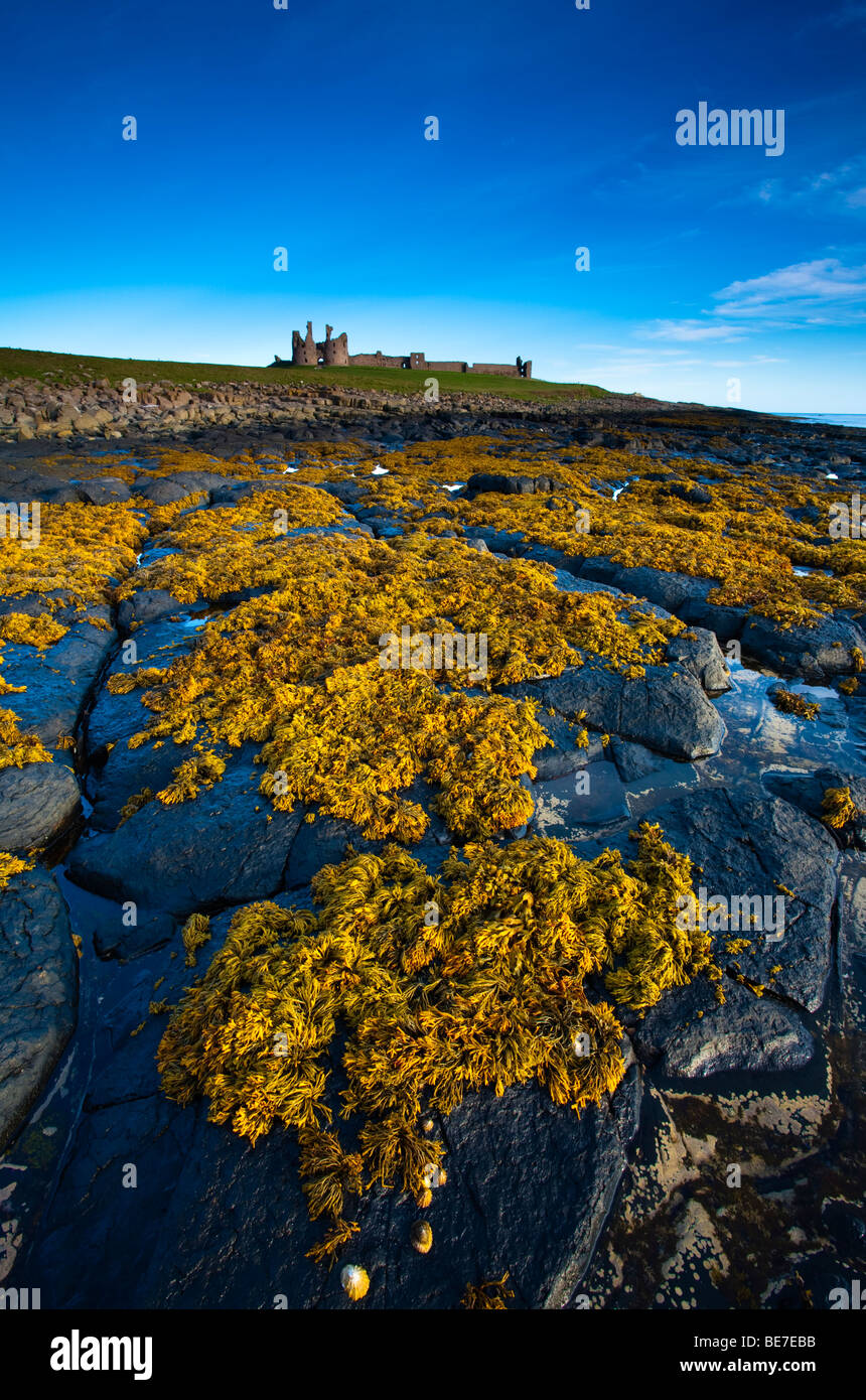 England, Northumberland, Dunstanburgh Castle. Dunstanburgh Castle and ...