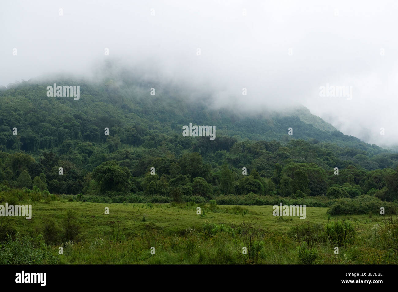 Gujurare mountain, Harenna forest, Bale Mountains National Park ...