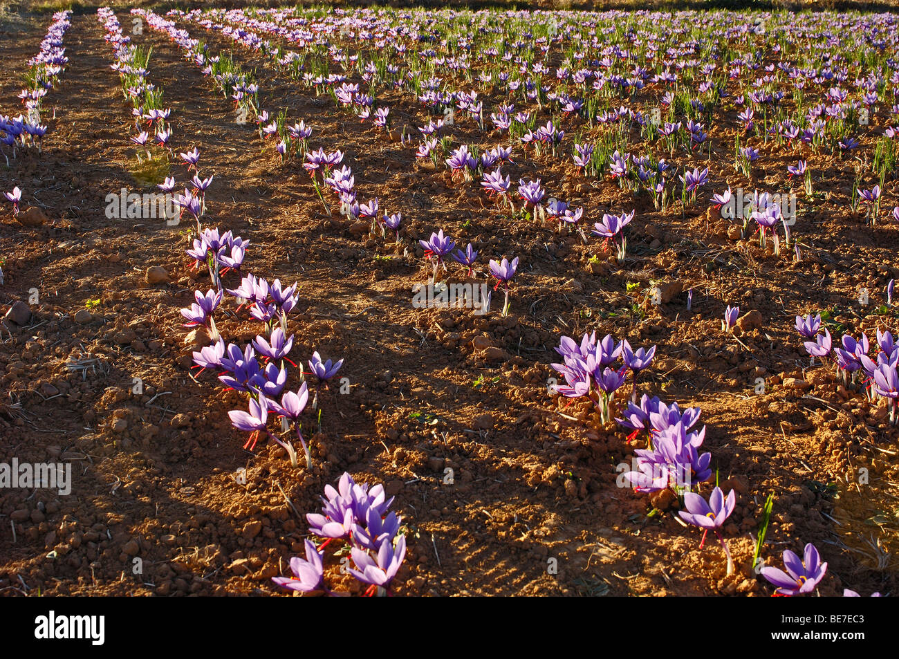 Saffron field spain hi-res stock photography and images - Alamy