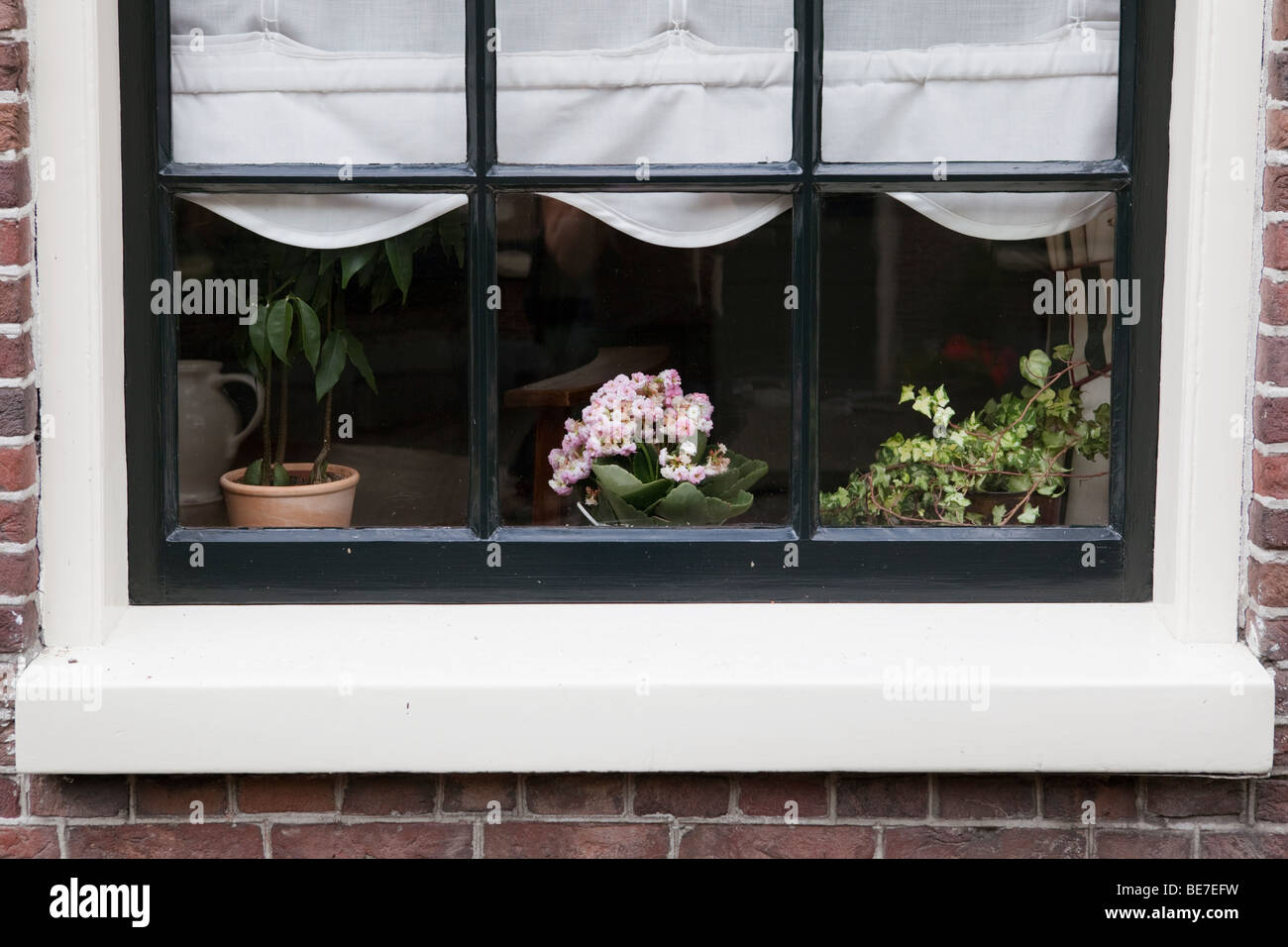 Detail of a Dutch window with plants and white curtains Stock Photo - Alamy