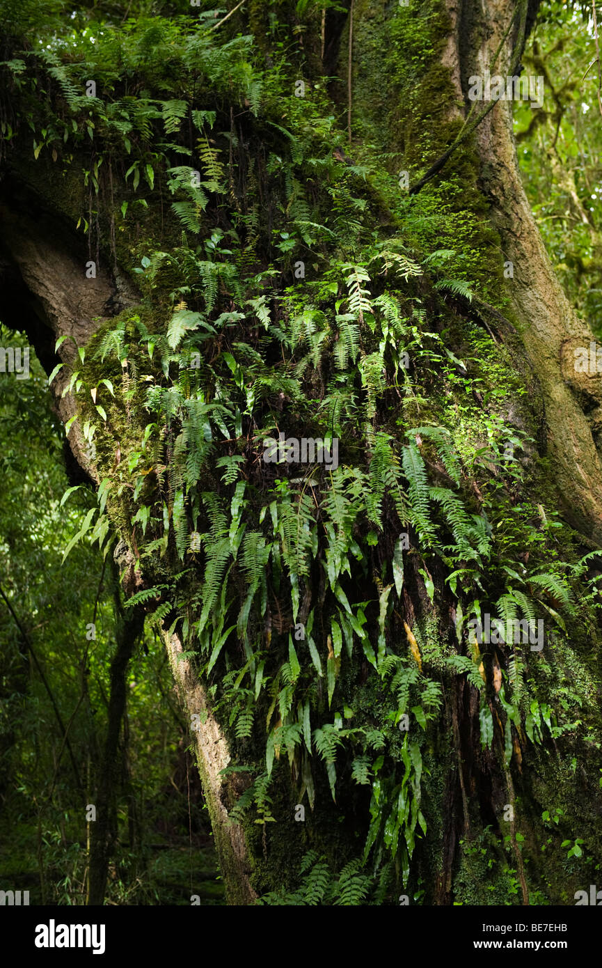 Harenna forest, Bale Mountains National Park, Ethiopia Stock Photo - Alamy