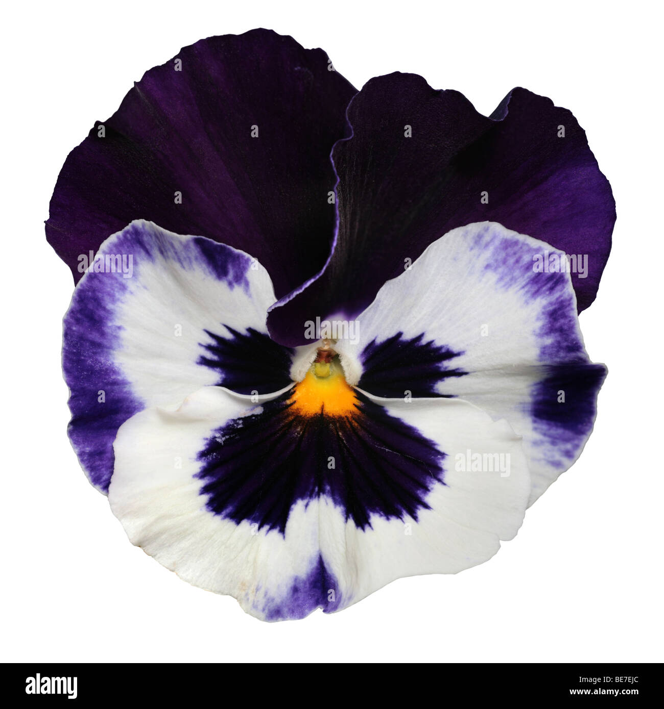 pansy white and blue Stock Photo - Alamy