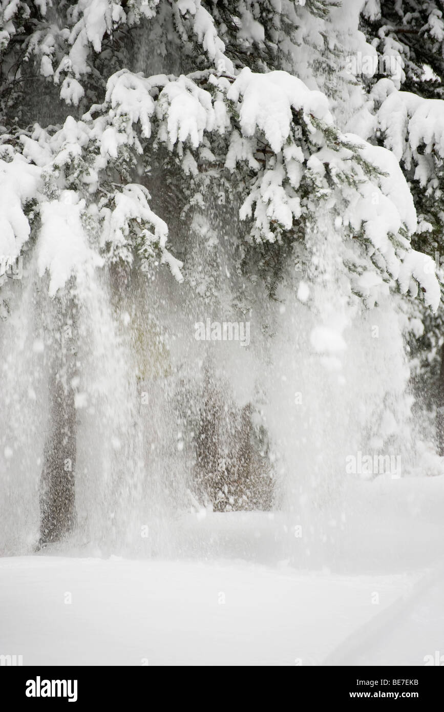 Snow falling from tree branches Stock Photo - Alamy