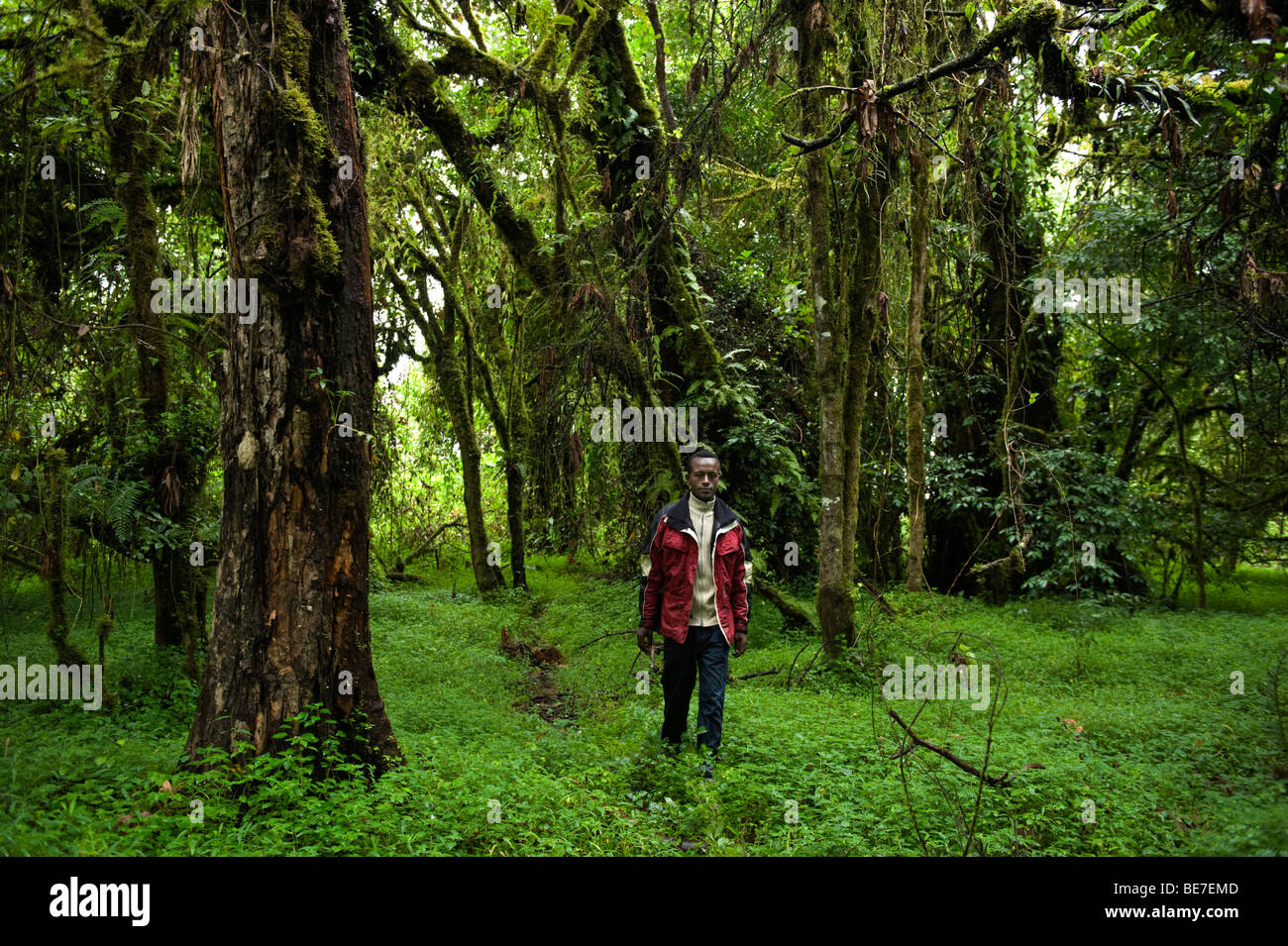 Hiking in Harenna forest, Bale Mountains National Park, Ethiopia Stock ...