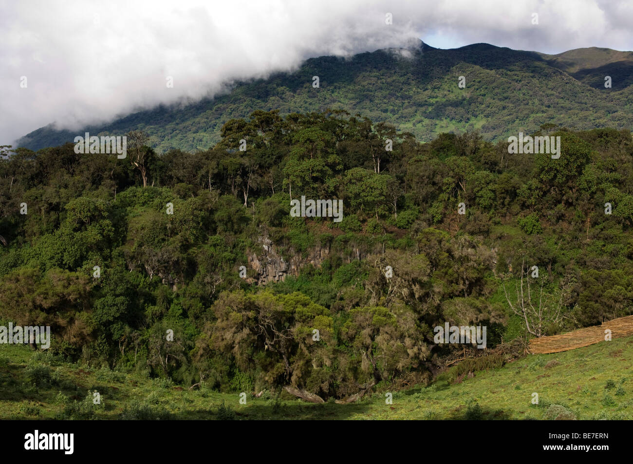 Harenna forest, Bale Mountains National Park, Ethiopia Stock Photo - Alamy