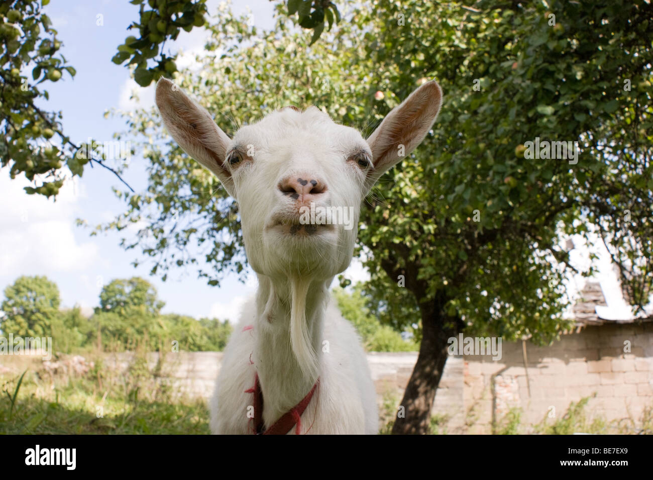 portrait of white goat Stock Photo - Alamy