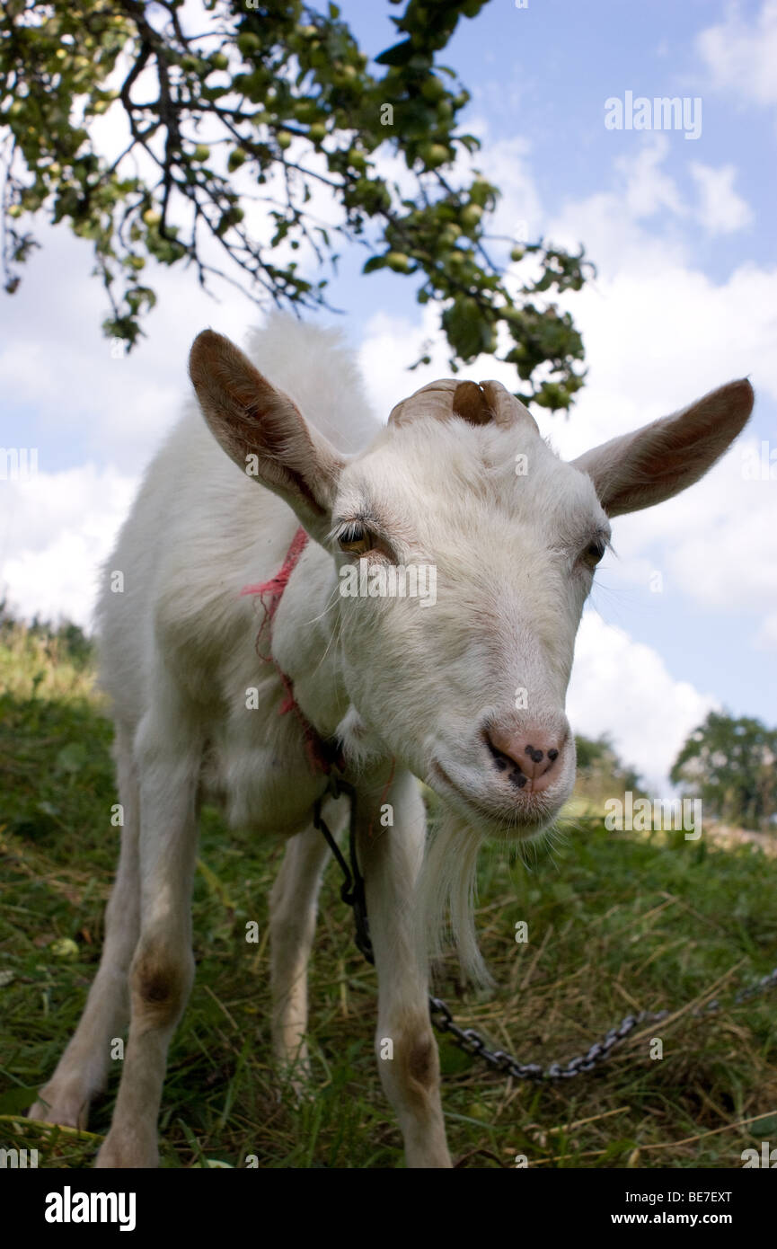white goat looking at camera Stock Photo - Alamy