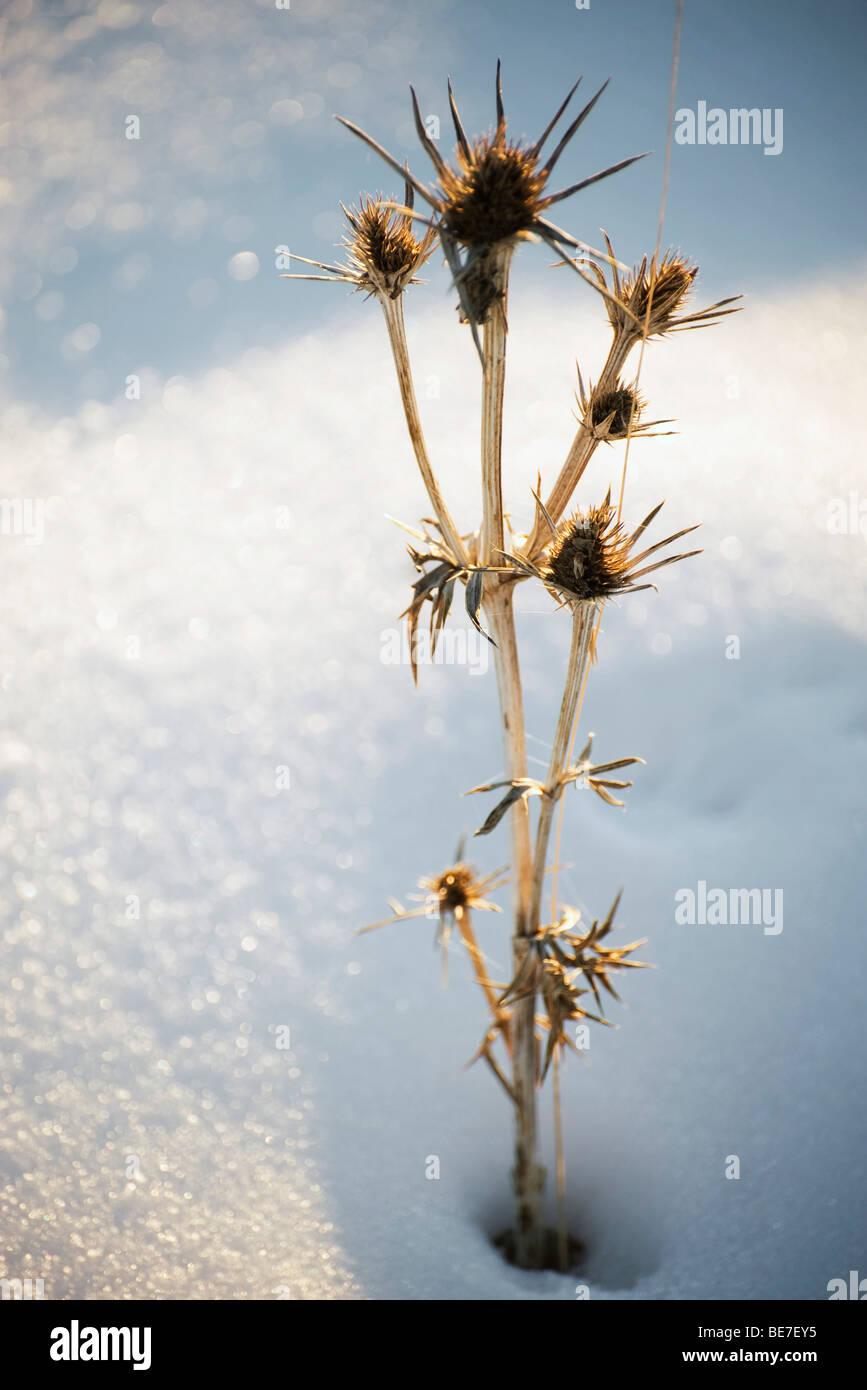 Thistles Plants Dead High Resolution Stock Photography and Images - Alamy