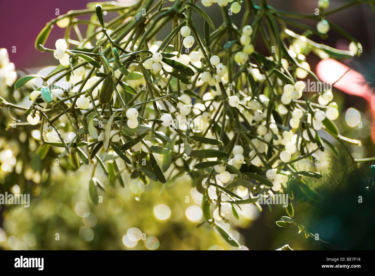 Sprigs of mistletoe hi-res stock photography and images - Alamy