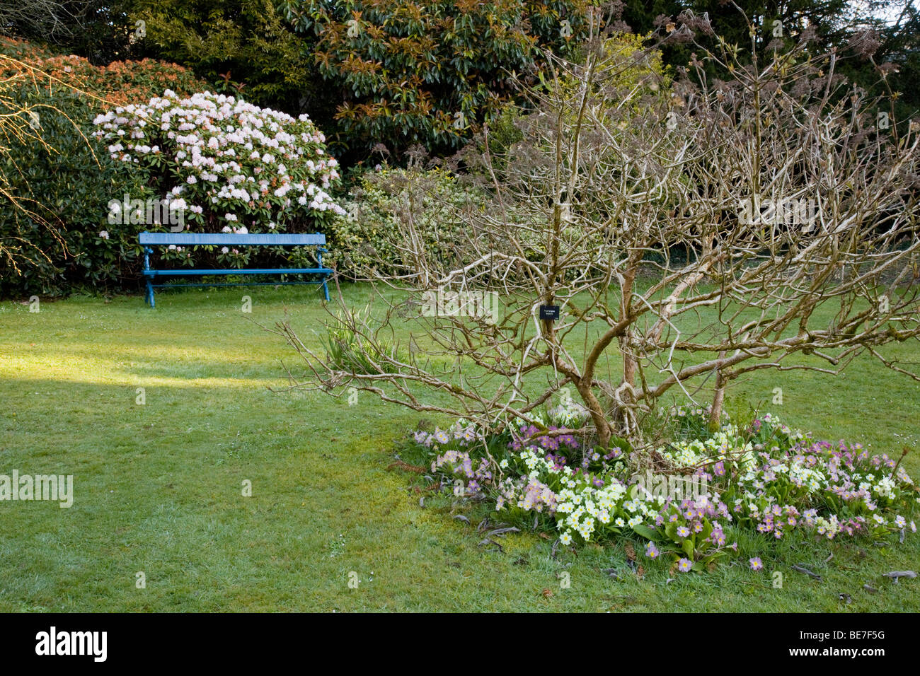 trewidden garden; cornwall; spring Stock Photo - Alamy