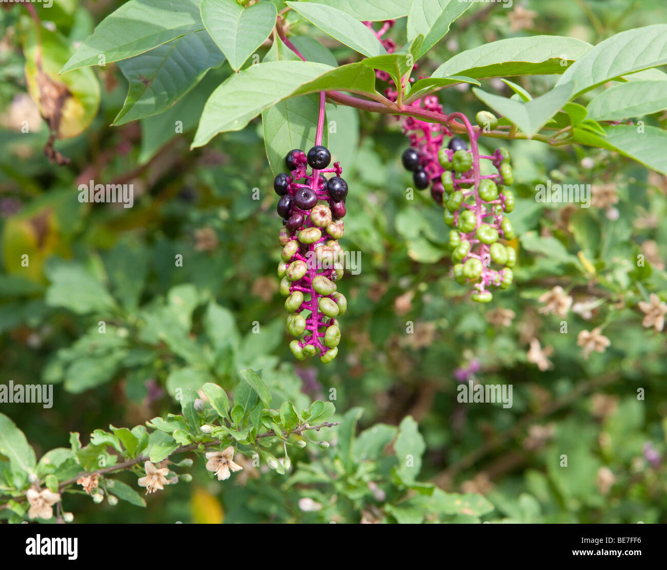 Pokeweed Family Phytolaccaceae Phytolacca decandra with purple and ...