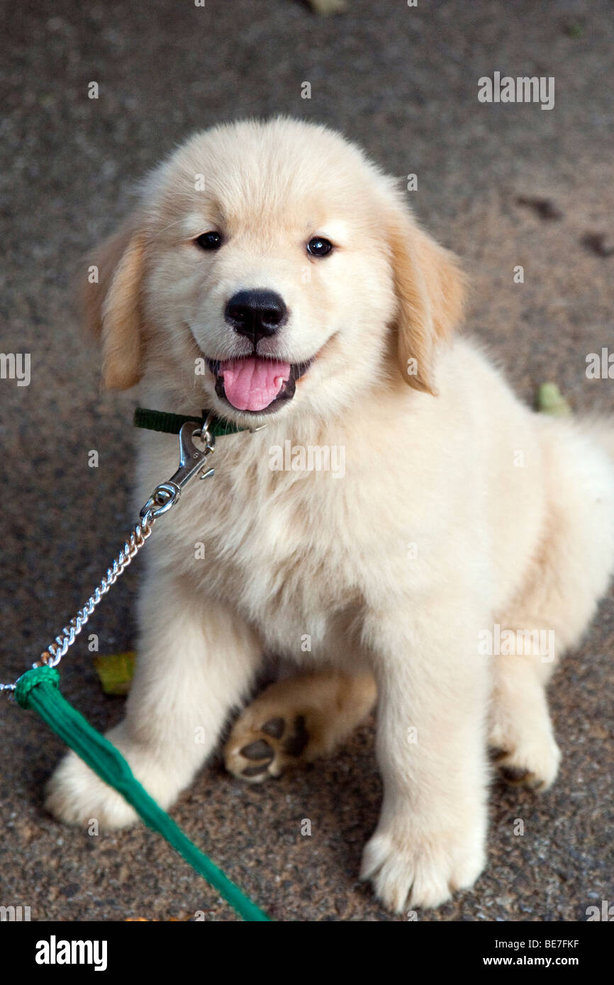 Eight week old Golden Retriever puppy Stock Photo - Alamy