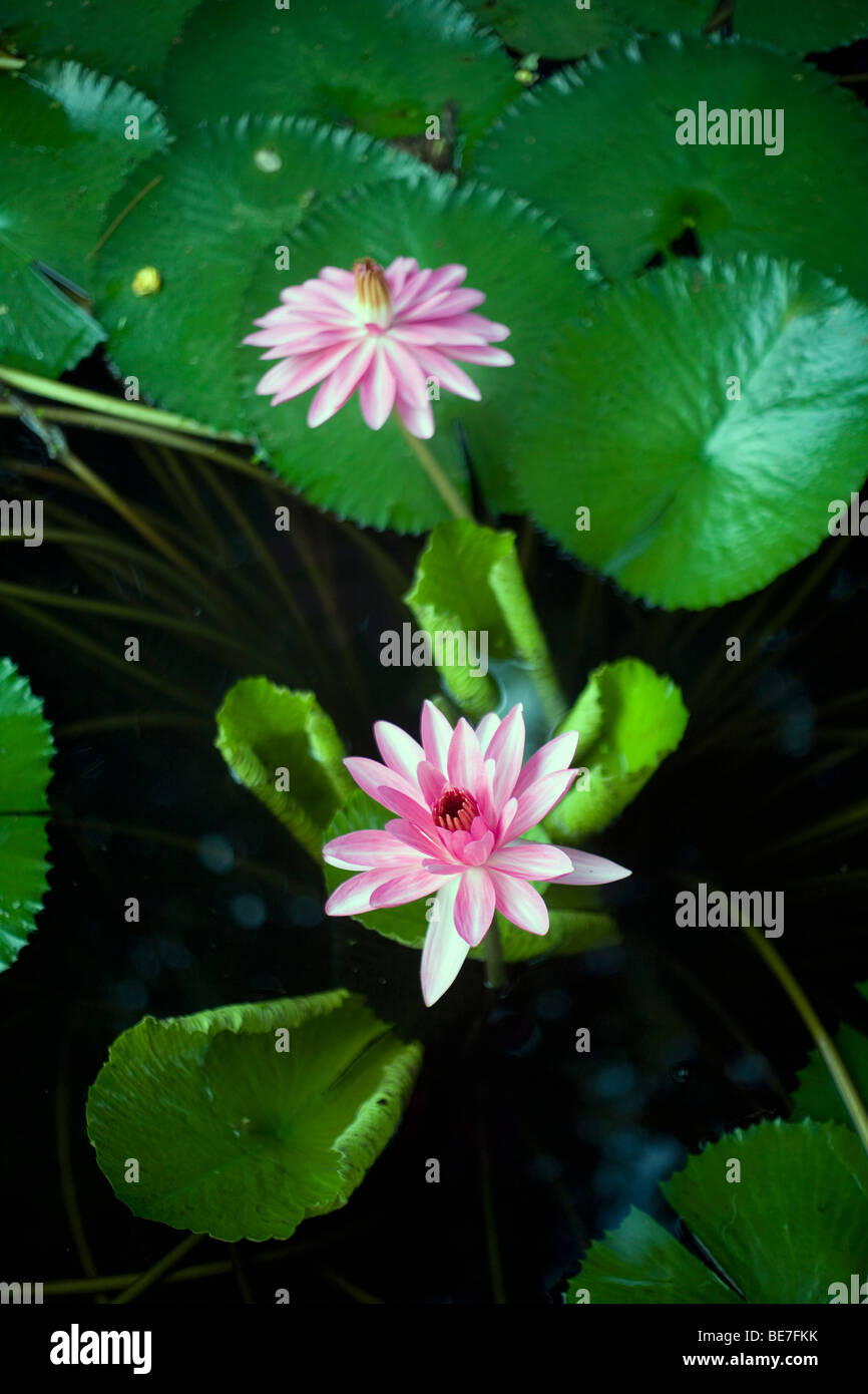 Indian water lilies hi-res stock photography and images - Alamy