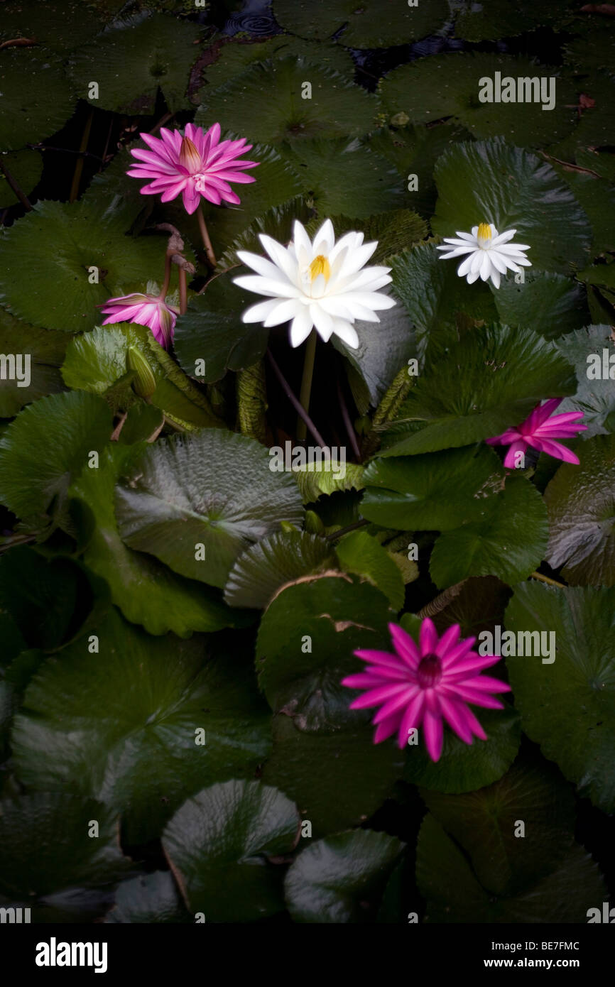 Water lilies in a pond in Lodi Gardens, New Delhi, India Stock Photo ...
