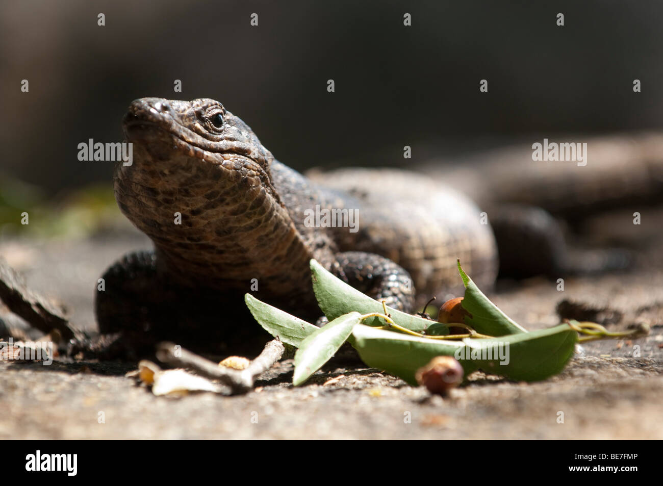 Giant plated lizard (Gerrhosaurus validus), Sabi Sands, Greater Kruger ...
