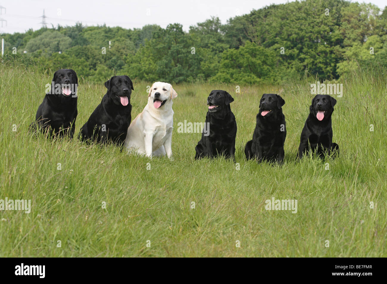 6 Labrador Retrievers sitting side by side in a meadow Stock Photo - Alamy