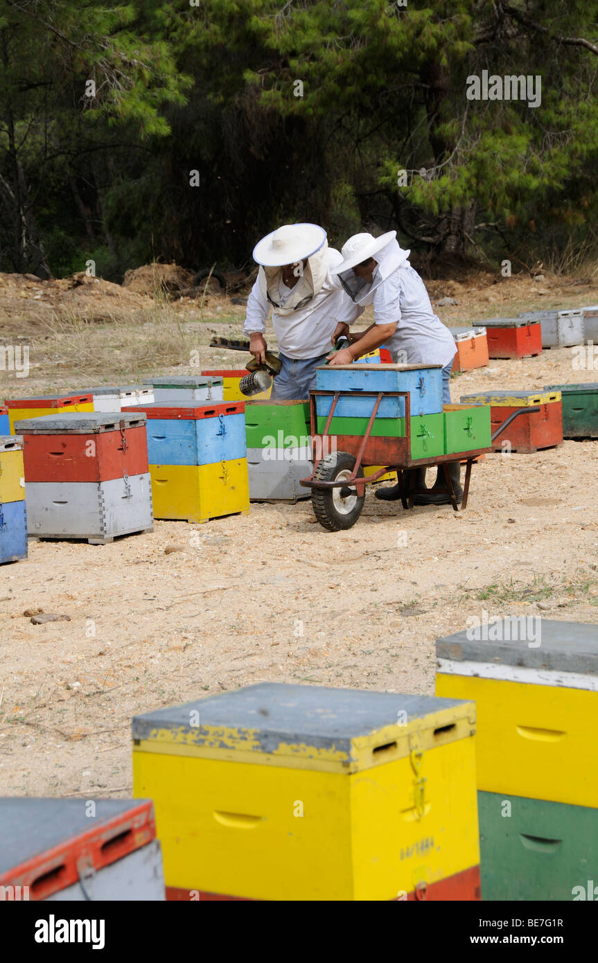 Beekeepers collecting honey from colourful beehives situated close to ...