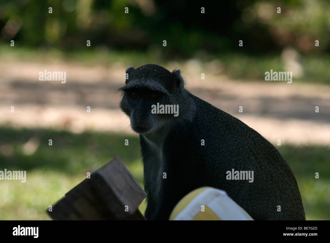 Sykes Monkey (Cercopithecus albogularis), also known as the White ...