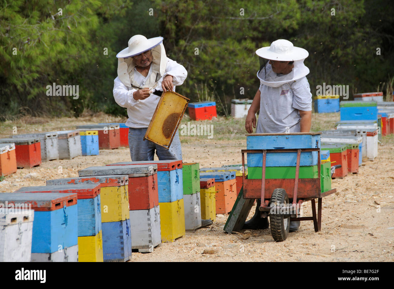 Beekeepers collecting honey from colourful beehives situated close to ...