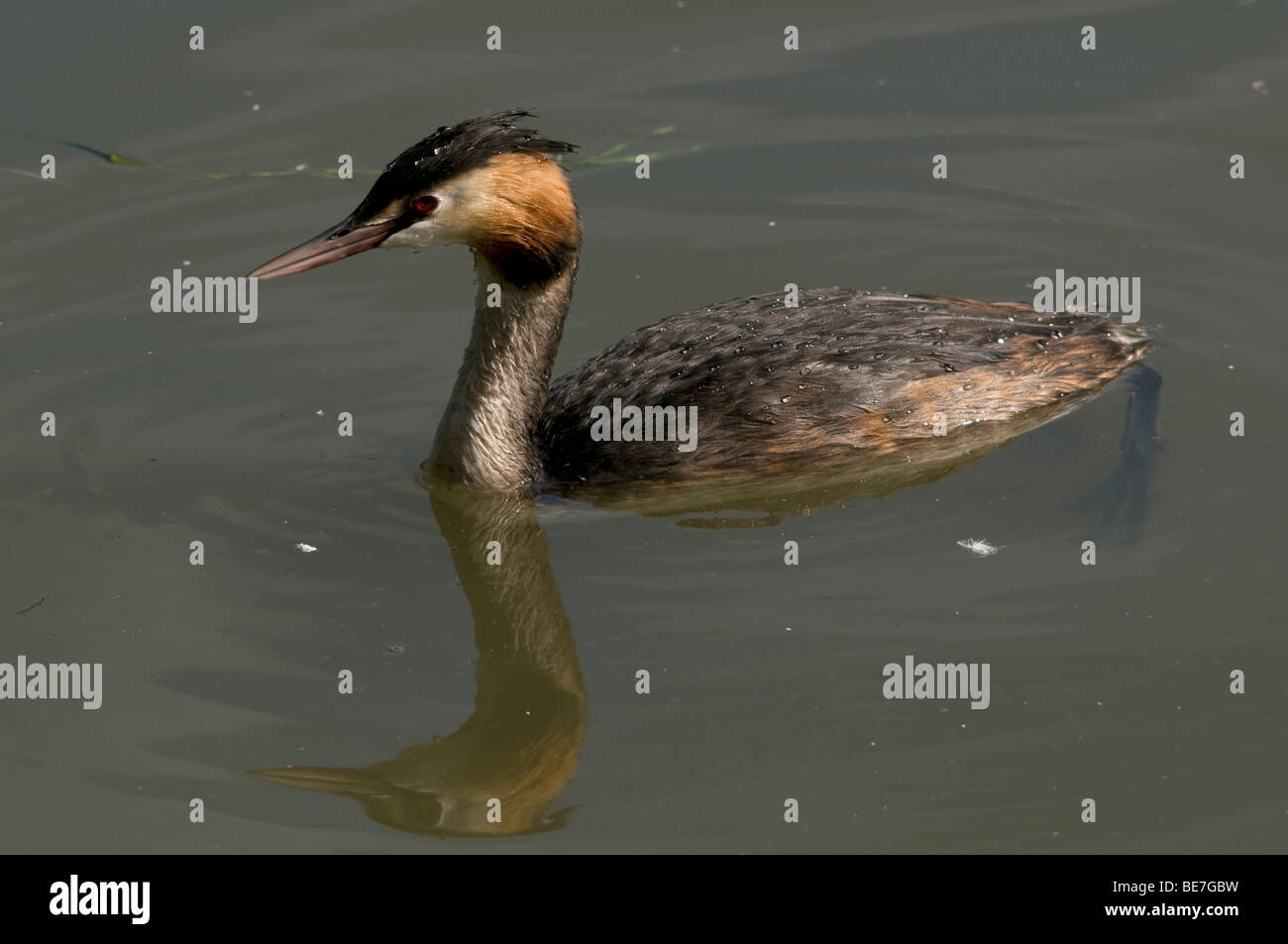 Grebe babies hi-res stock photography and images - Alamy