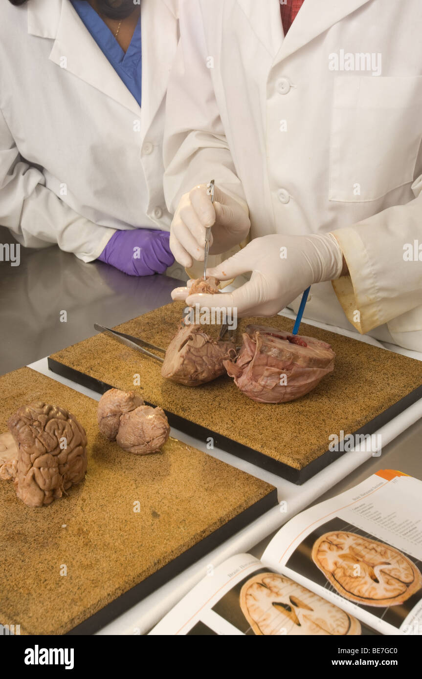 Dissecting brain hi-res stock photography and images - Alamy