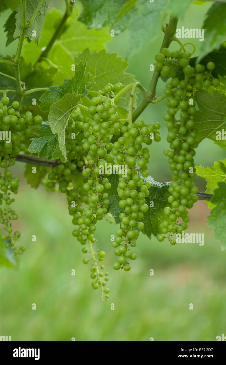 AGNR viticulturalist Joe Fiola at Boordy Vinyards in Baltimore County ...