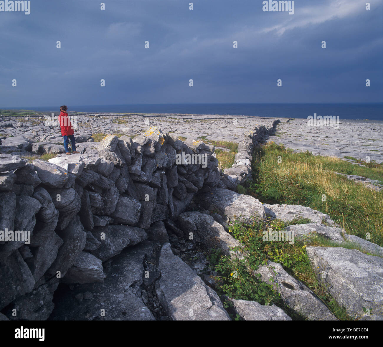 Republic of Ireland, County Clare, rock wall in the karst-landscape of ...